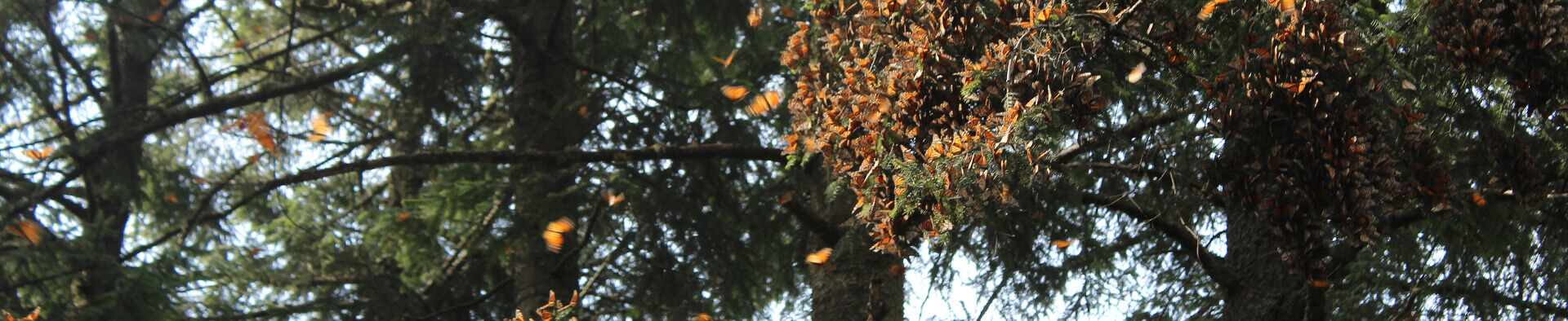 Monarch Conservation, Monarch Butterfly Conservation - Forests For Monarchs