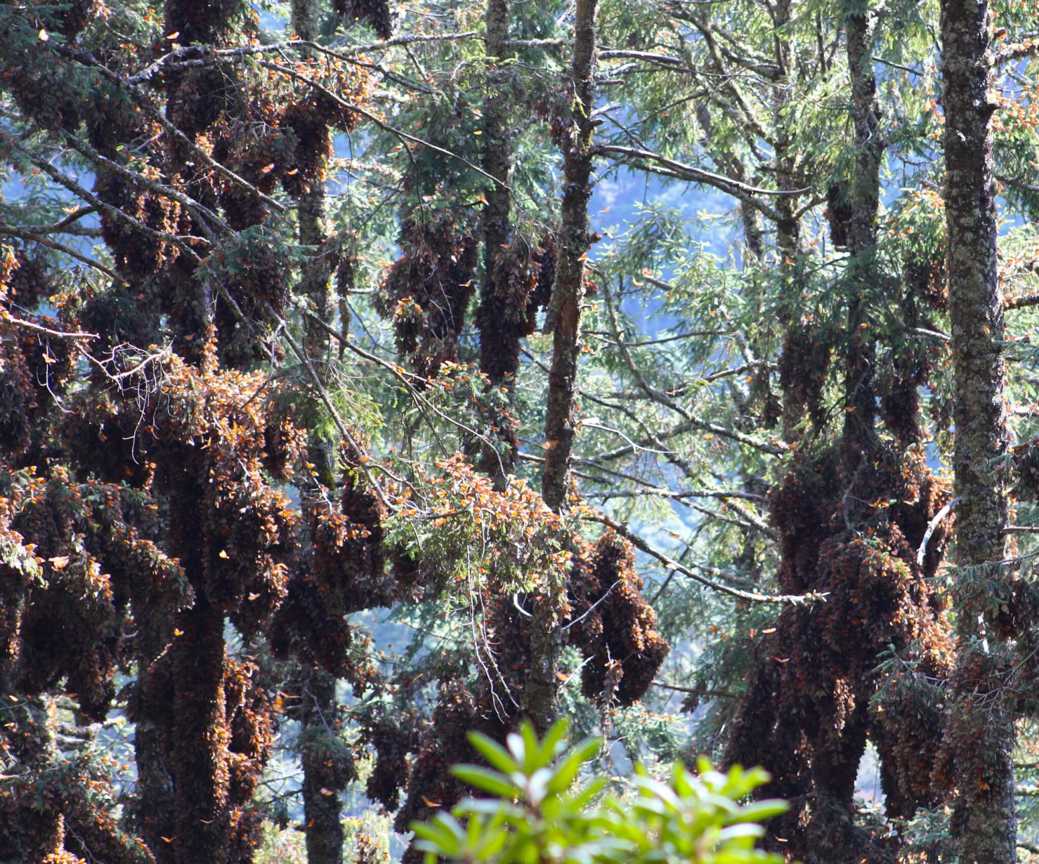 Reports & Finances - Forests For Monarchs