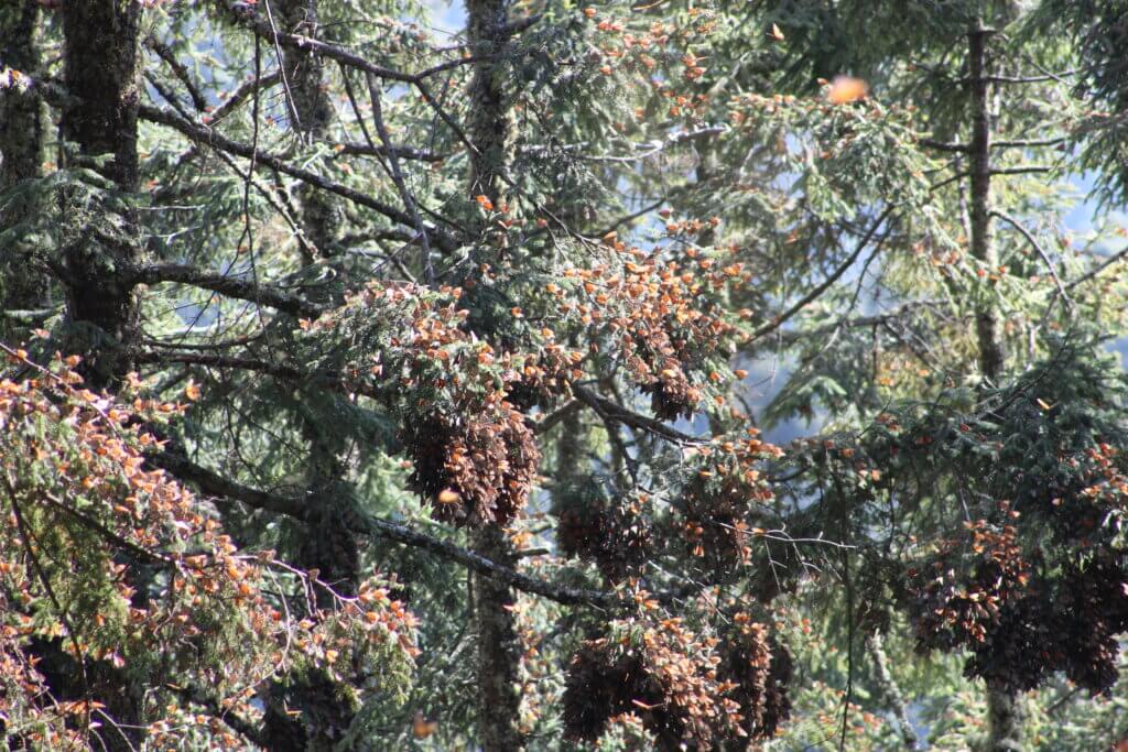 History - Forests For Monarchs