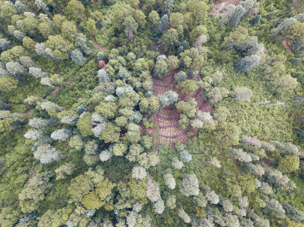 11 UN Sustainable Development Goals - Forests For Monarchs