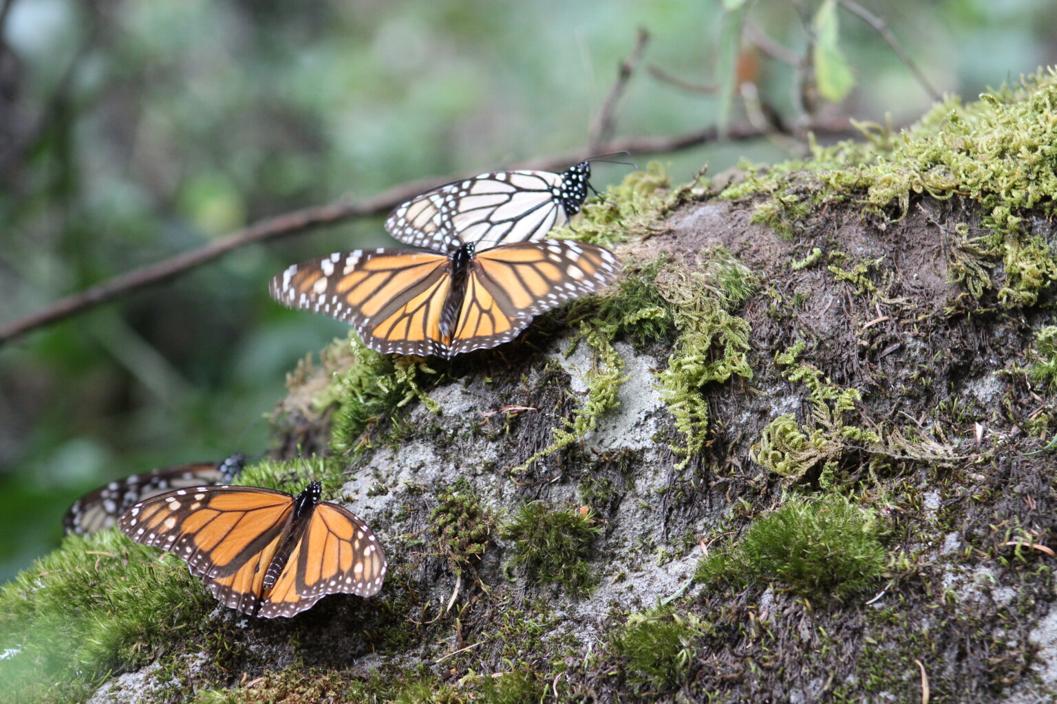 Monarch Butterfly Conservation: Helping Monarchs as they Migrate