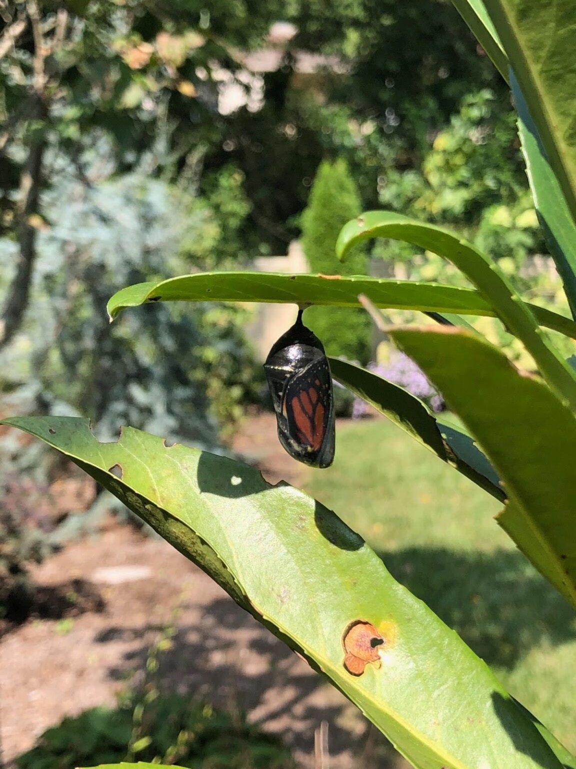 The Monarch Butterfly: A Threatened Future? - Forests For Monarchs
