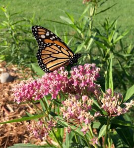 The Monarch Butterfly: A Threatened Future? - Forests For Monarchs