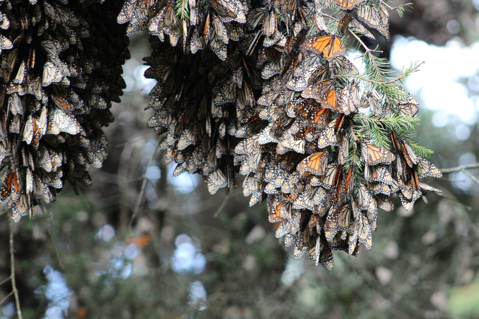 Everything You Need to Know About Forests for Monarchs - Forests For ...